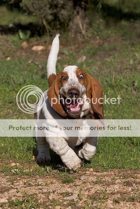 Bassett Racing...let's see em! - BMXmuseum.com Forums